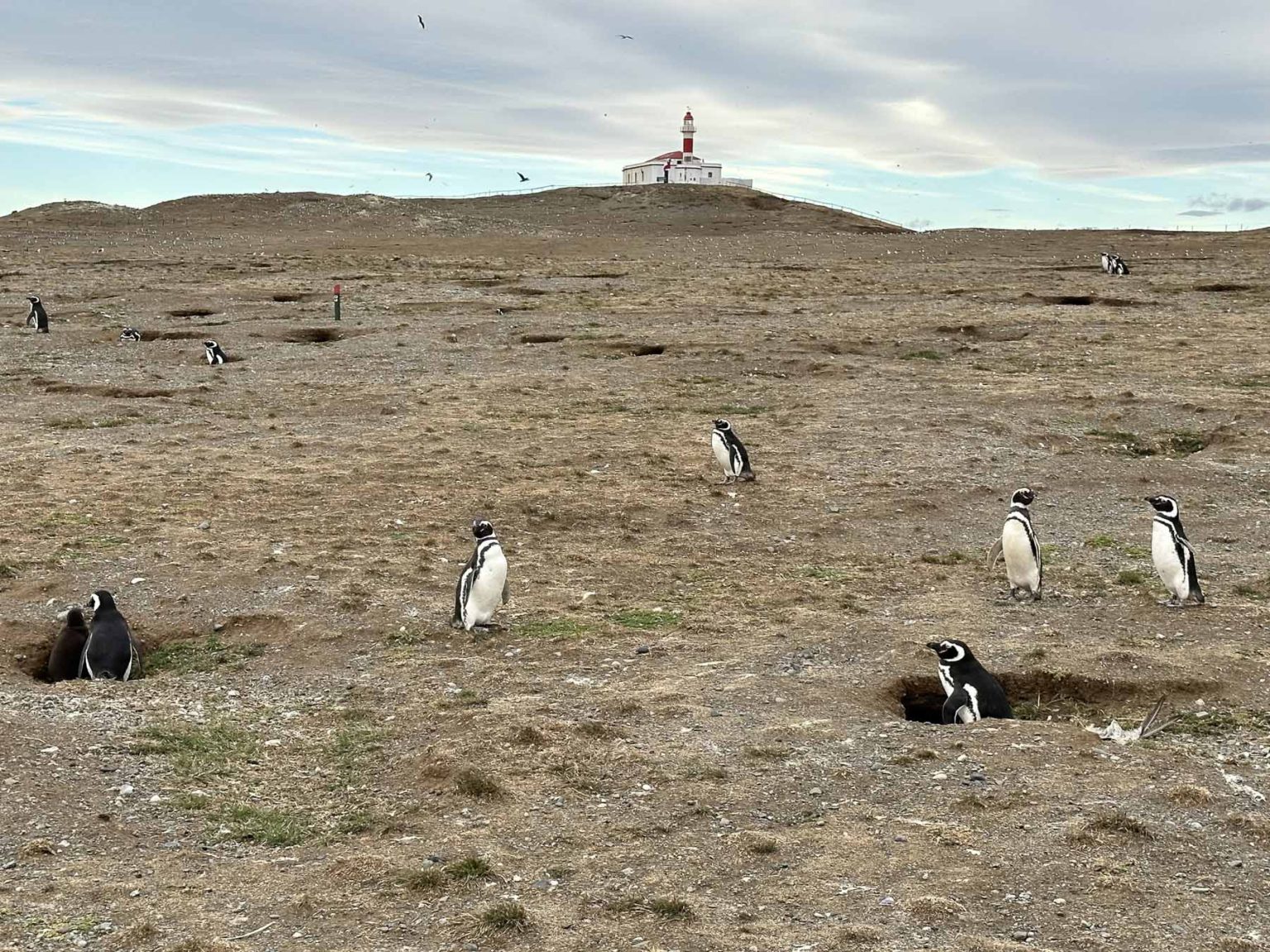 Isla Magdalena, Chile: Magellan-Pinguine hautnah erleben - Konge Treks